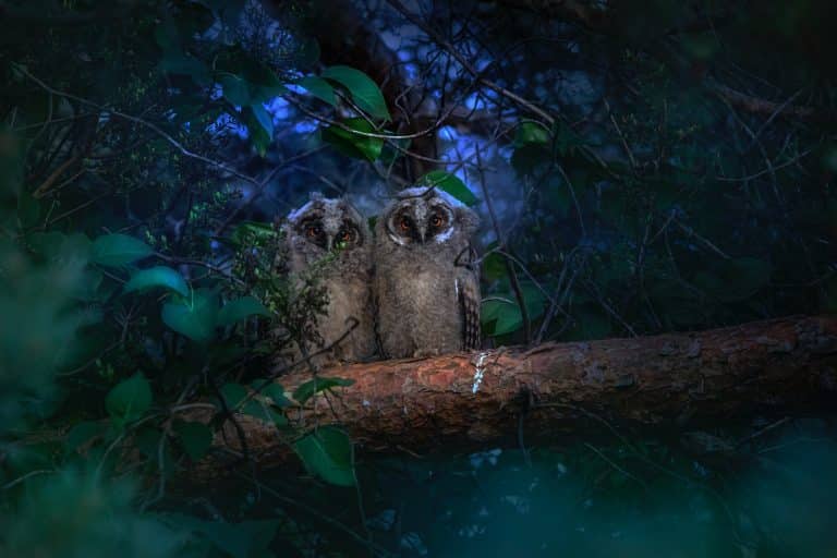 Animais Noturnos: Conheça 4 Espécies!